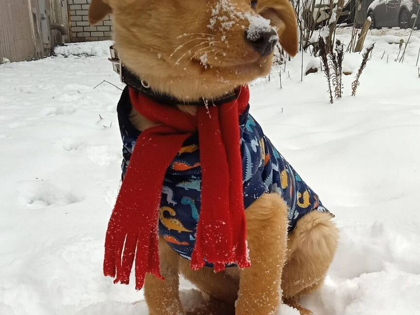 Щенок в поисках дома