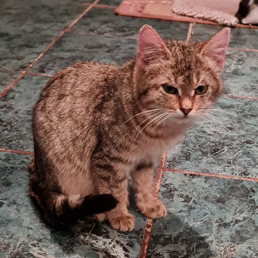 Котёнок мальчик 2,5 месяца