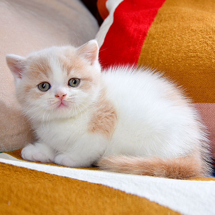 Британские котята мальчик