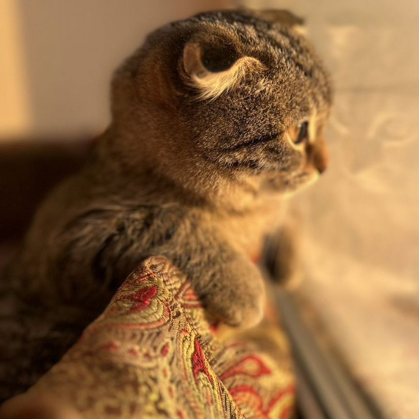 Вислоухий котенок