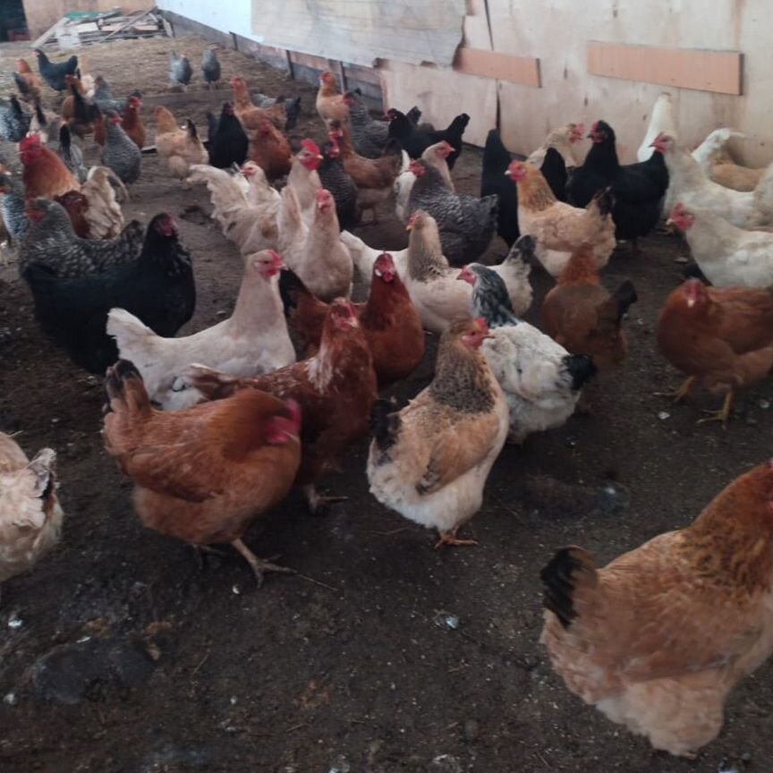 Куры молодки домашние