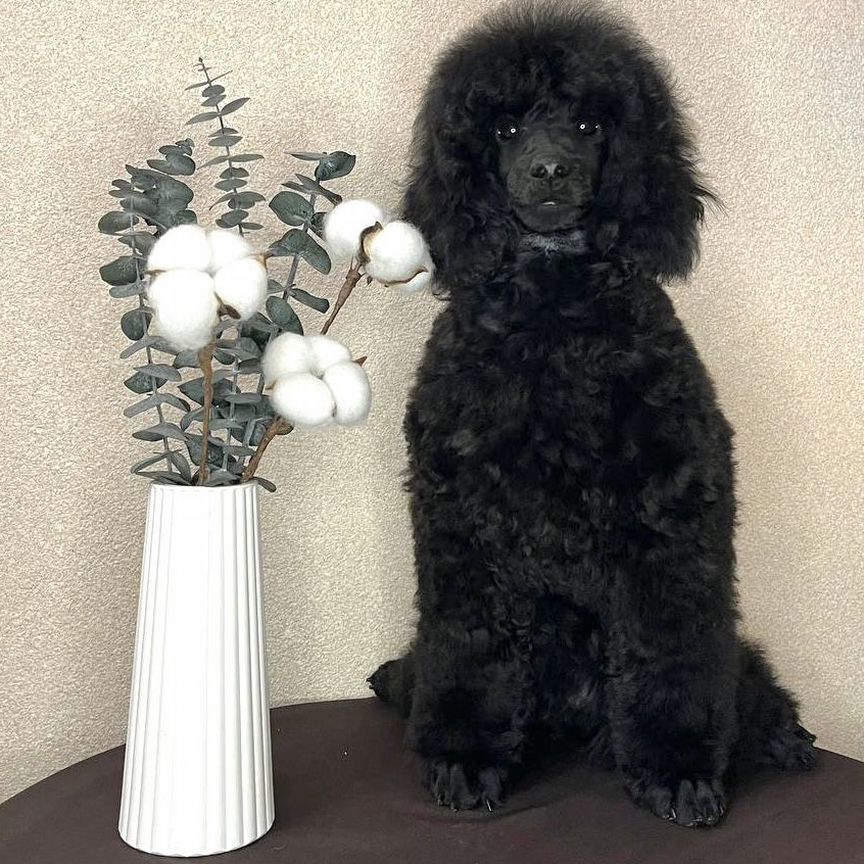 Пудель, щенок