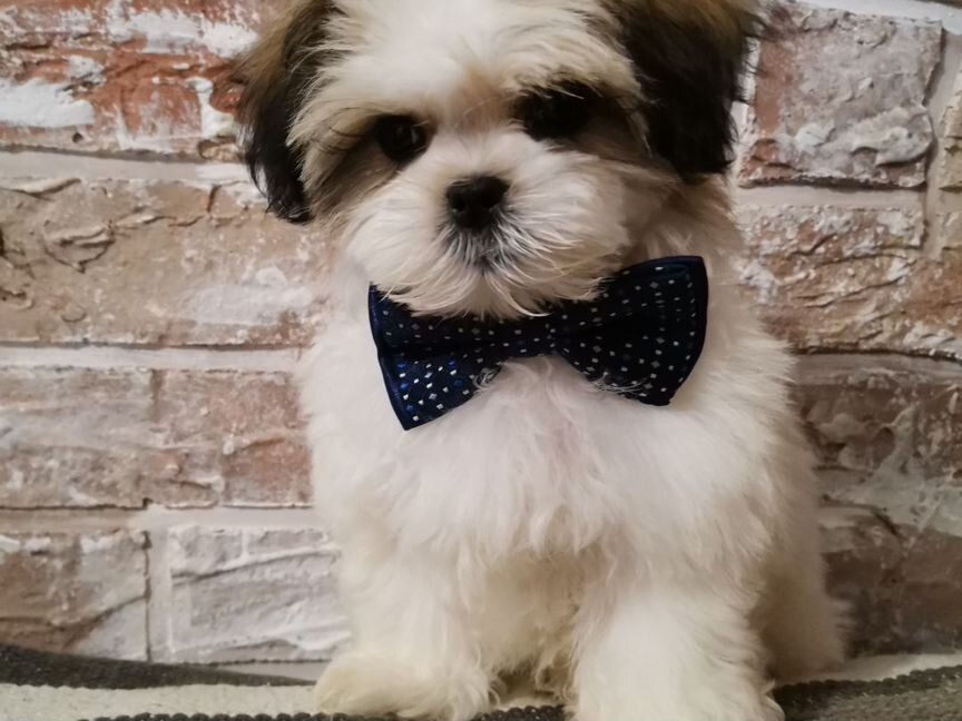 Мальтипу f1 мальчики