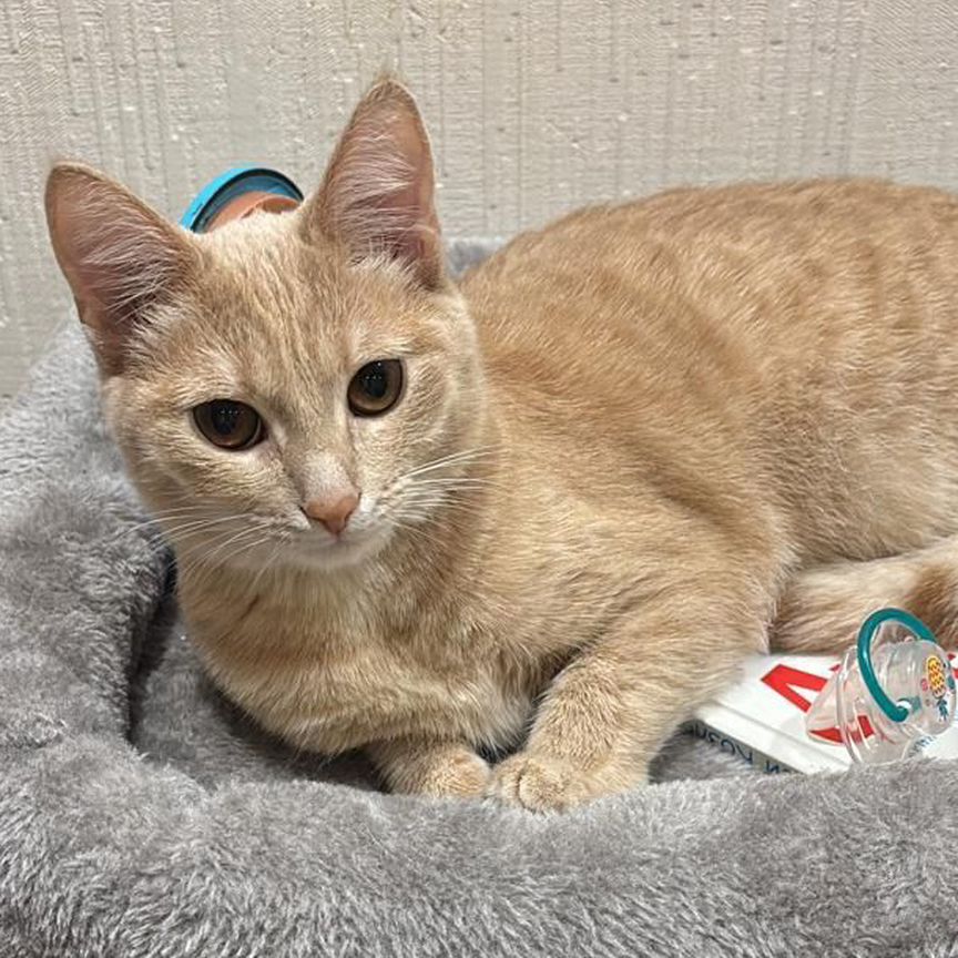 Взрослая, Девочка кошка в добрые руки