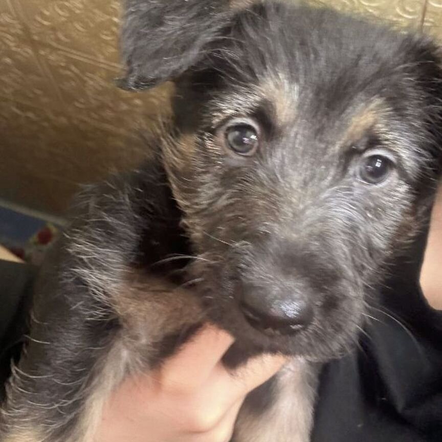 Щенки совершенно бесплатно