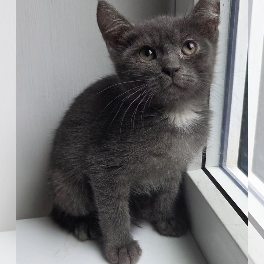 Котёнок в добрые руки