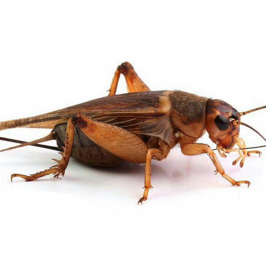 Сверчки банановые живые