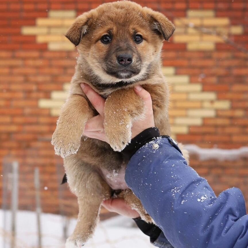 Щенки ищут хозяев. Отдадим в хорошие руки