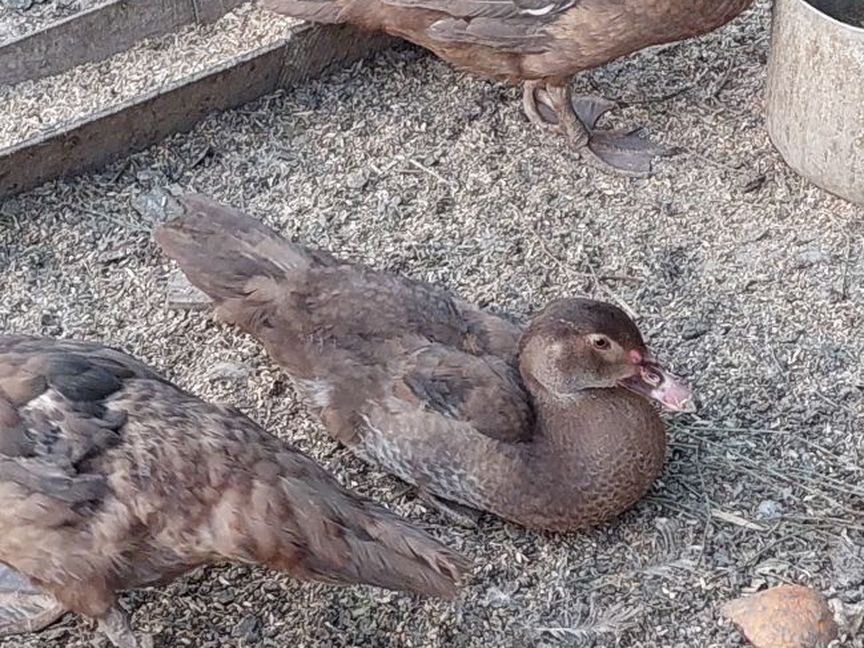 Продам молодых индоуток тяжелой линии 3 и 4 месяца