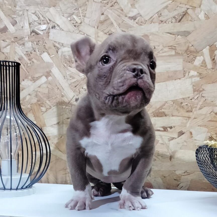 Американский булли