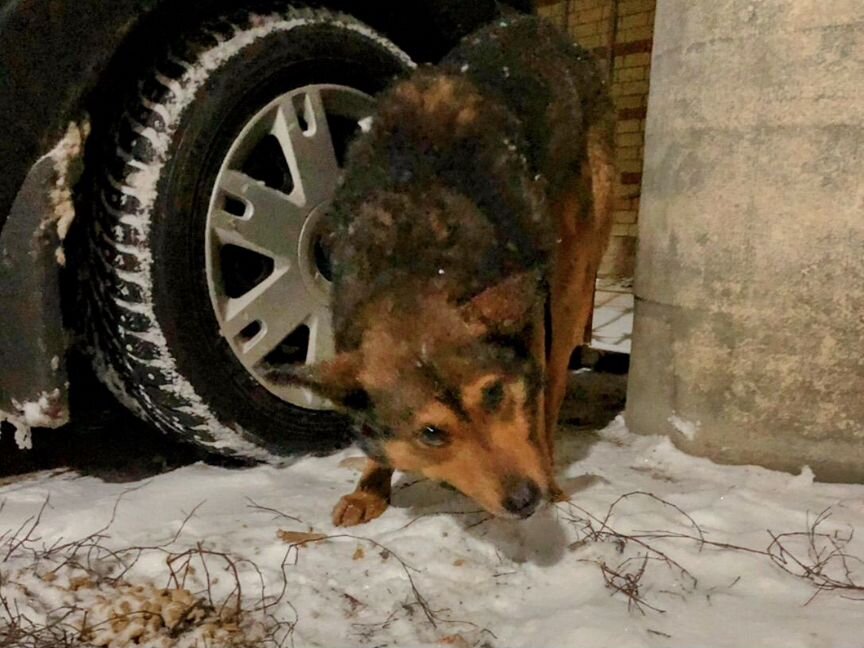 Собака замерзает
