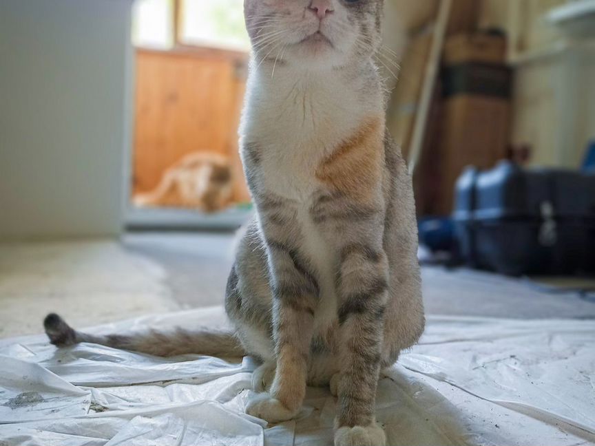 Лиза ищет дом