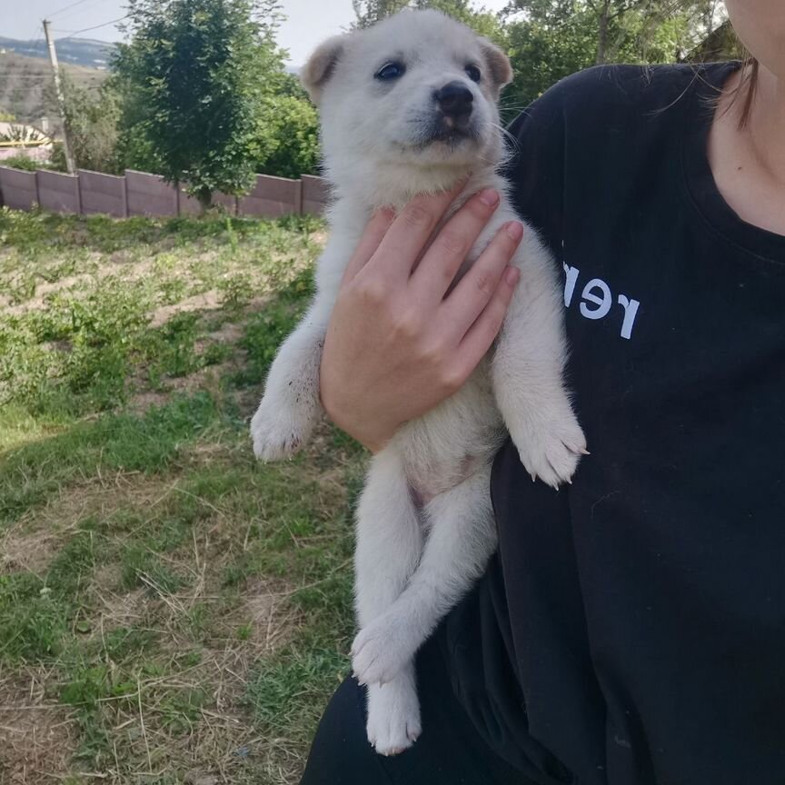 Собаки щенки лайки