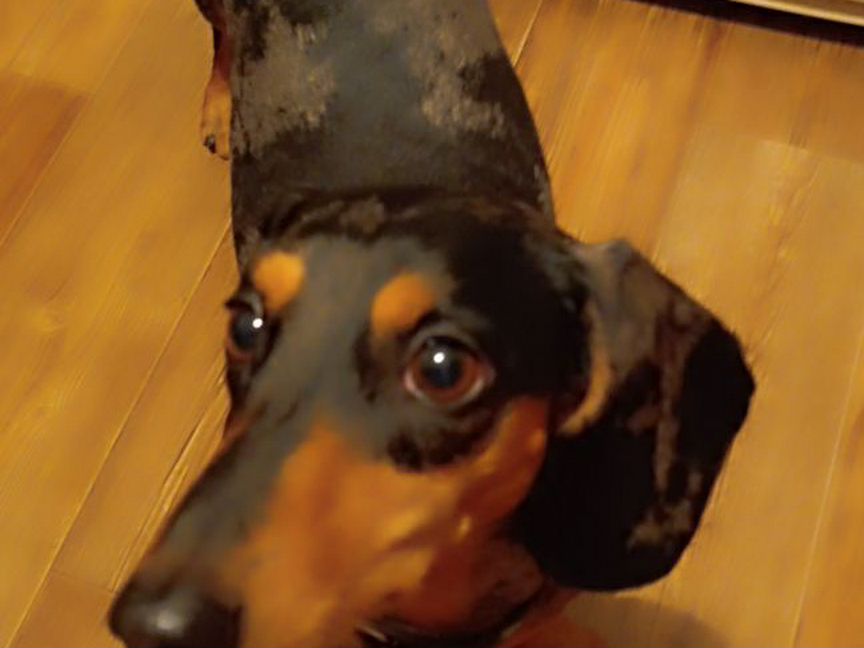 Мраморная кроличья такса