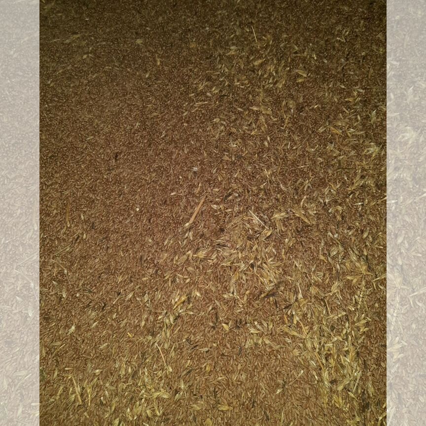 Пшеница урожай 2025