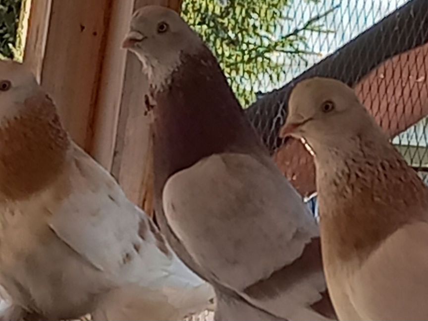 Продажа голубей