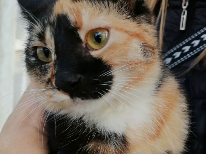 Кошка