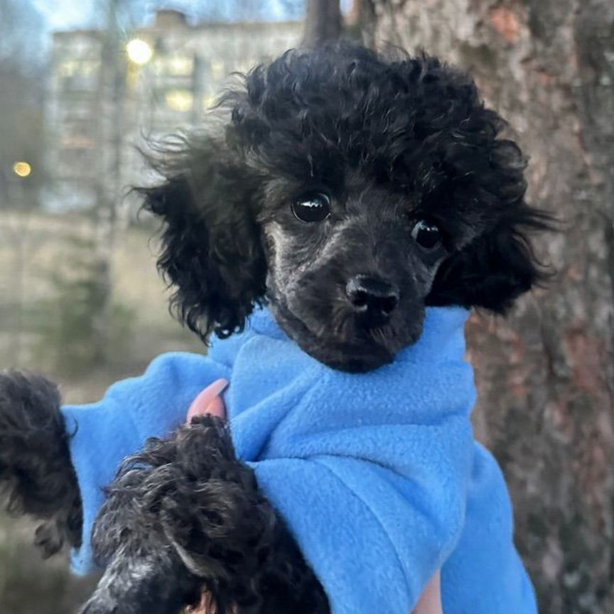 Той-пудель, щенок