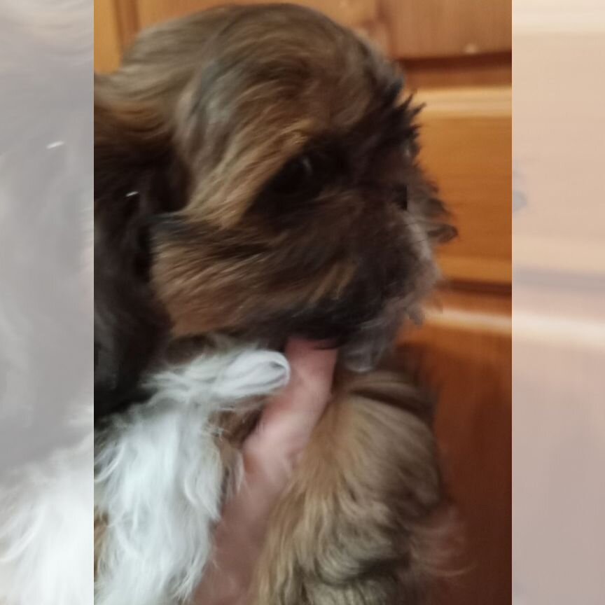 Ши-тцу, щенок