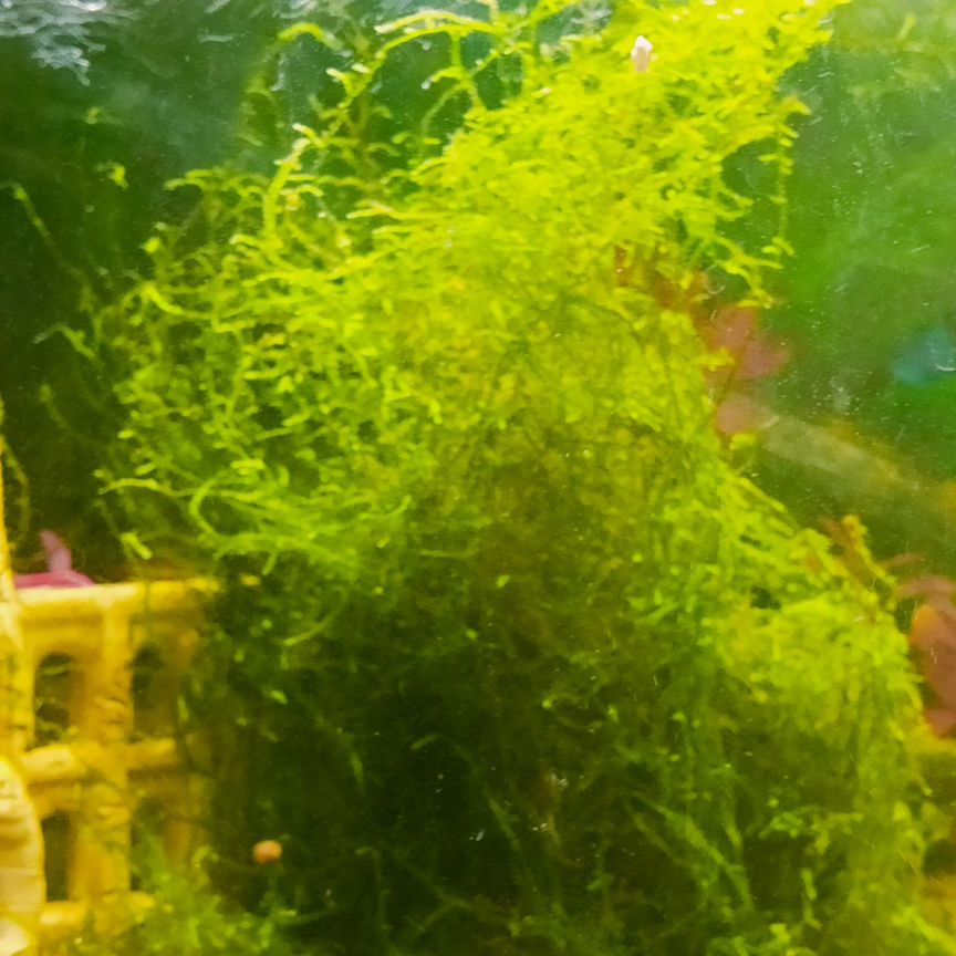 Аквариумные растения