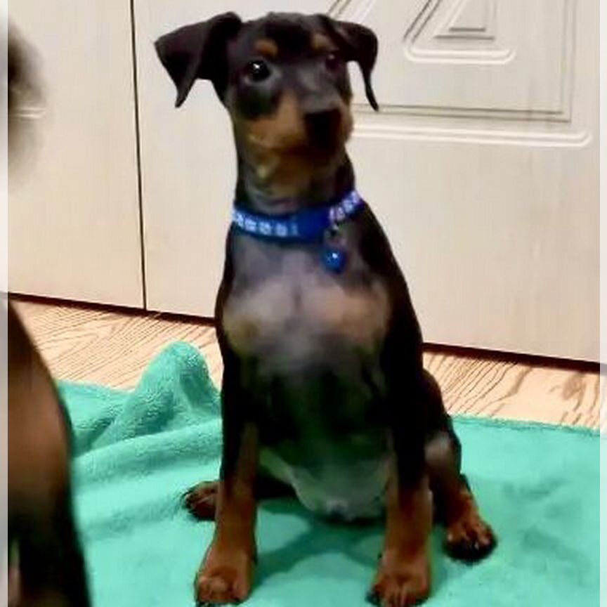 Цвергпинчер, щенок