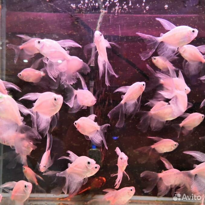 Тернеция вуаль белая "невеста"