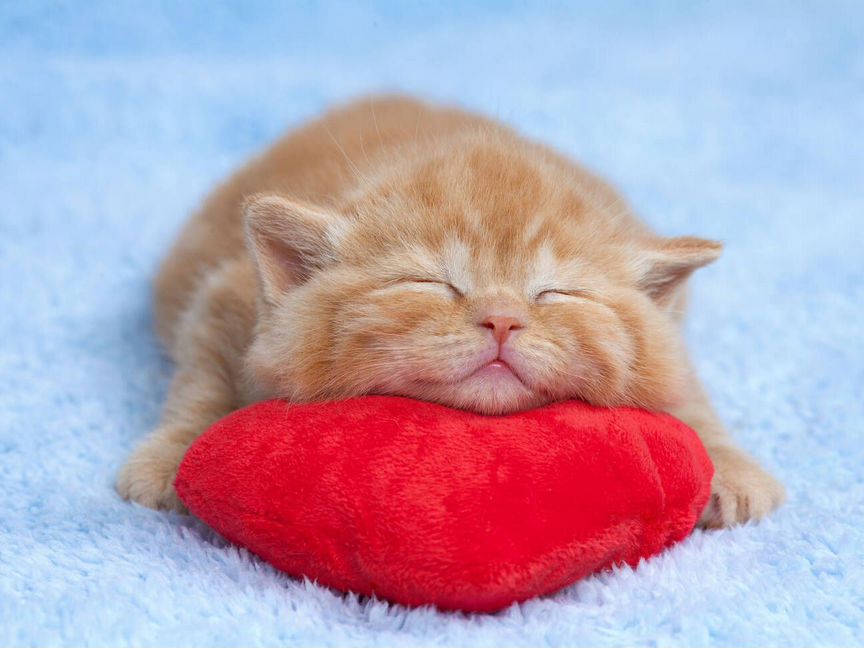 Маленький зайчонок котенок