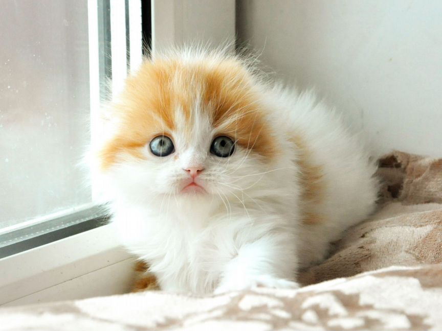 Сладкий мальчик хайленд фолд