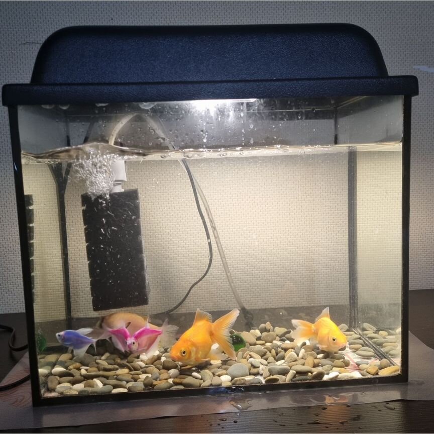 Аквариум с рыбками