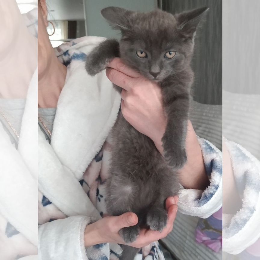 Котёнок в добрые руки