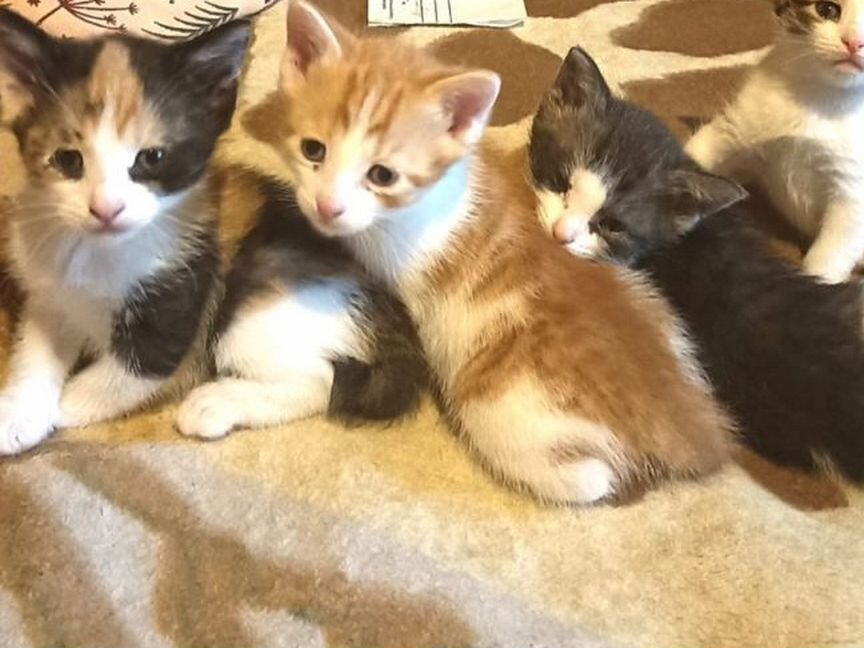 Котята в добрые руки приучены к лотку