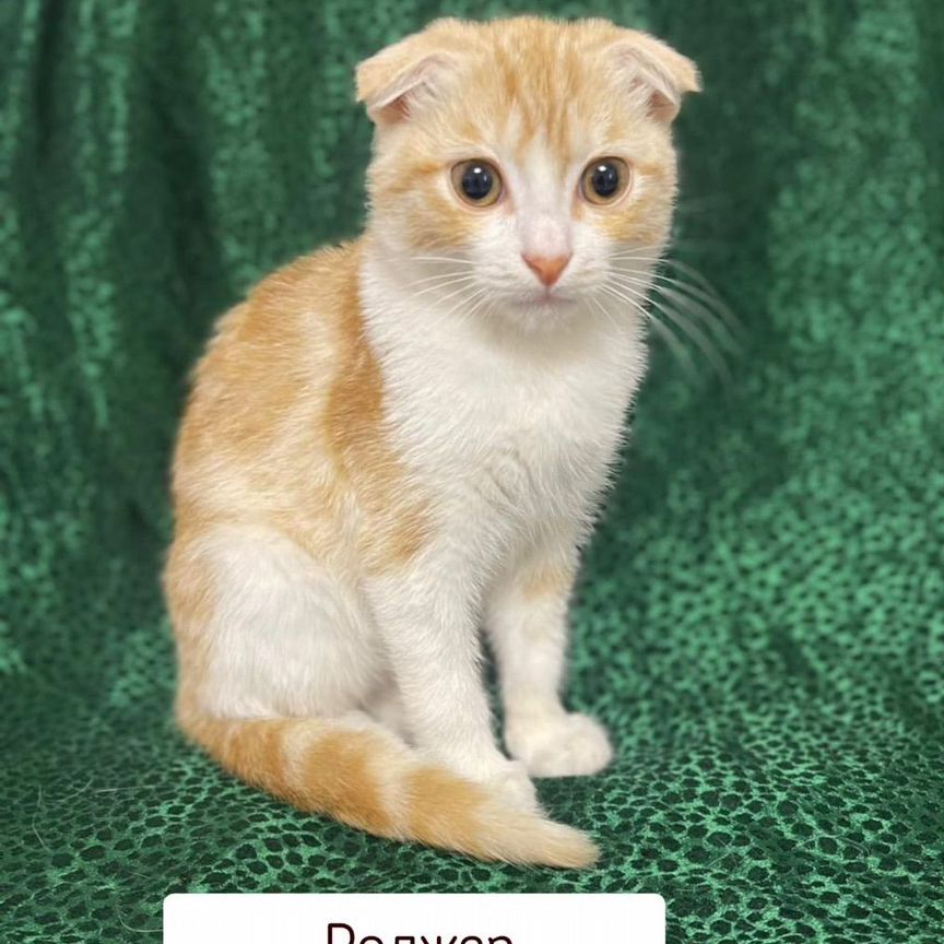Рыжий котенок