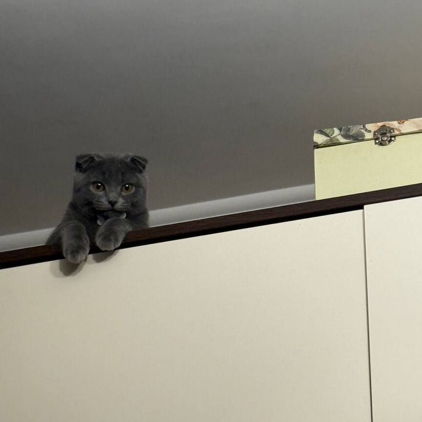 Шотландский вислоухий короткошёрстный котёнок