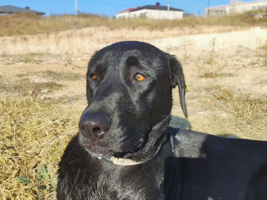 Собака в добрые руки отдам бесплатно