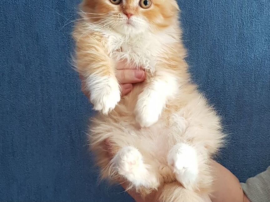 Шотландские котята