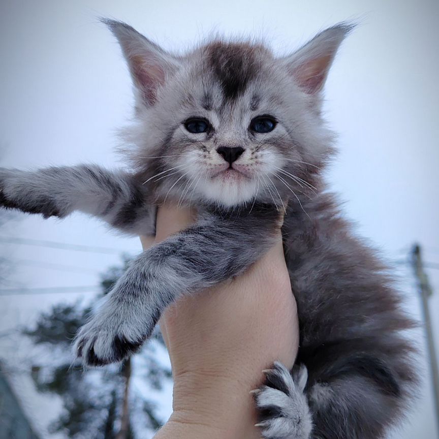 Мейн-кун кот серебрянный