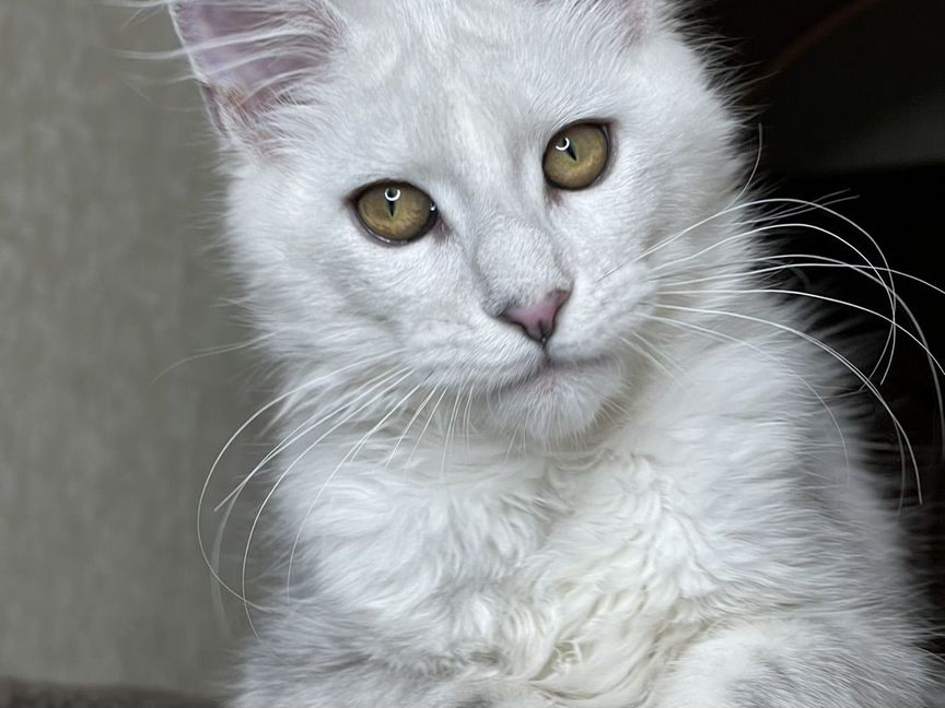 Котенок мейн-кун, девочка