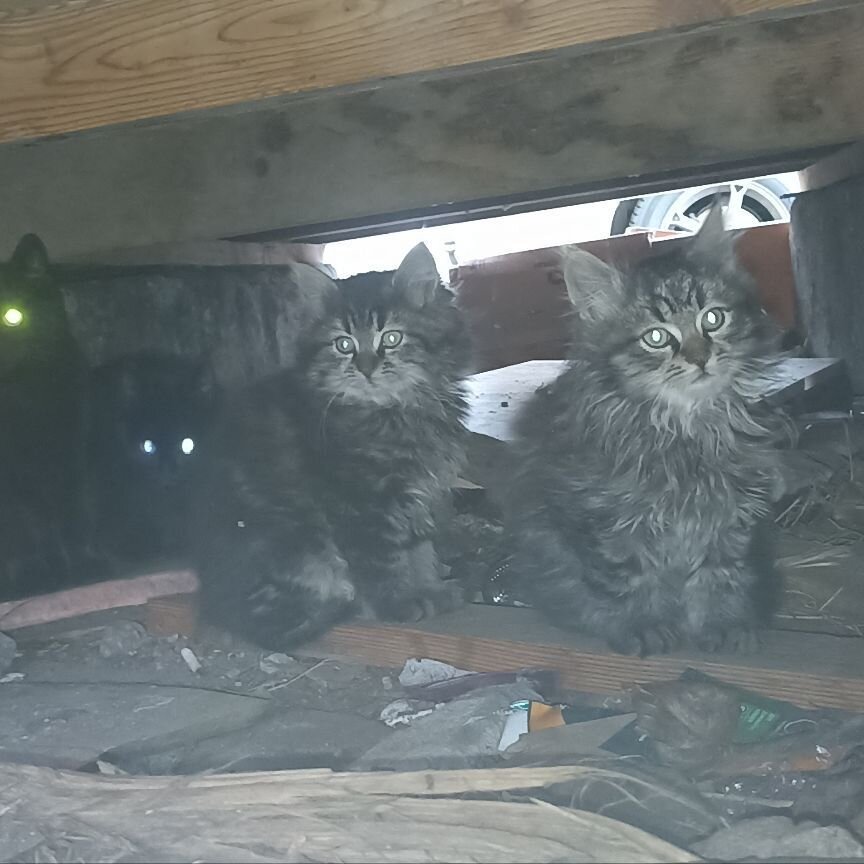 Котятки с предприятии ищут дом или передержку