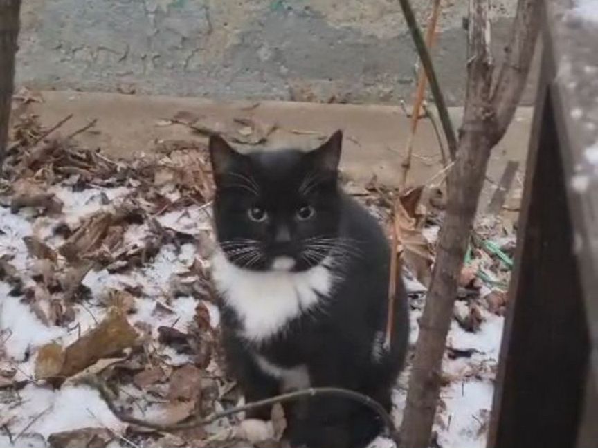 Отдам в добрые руки