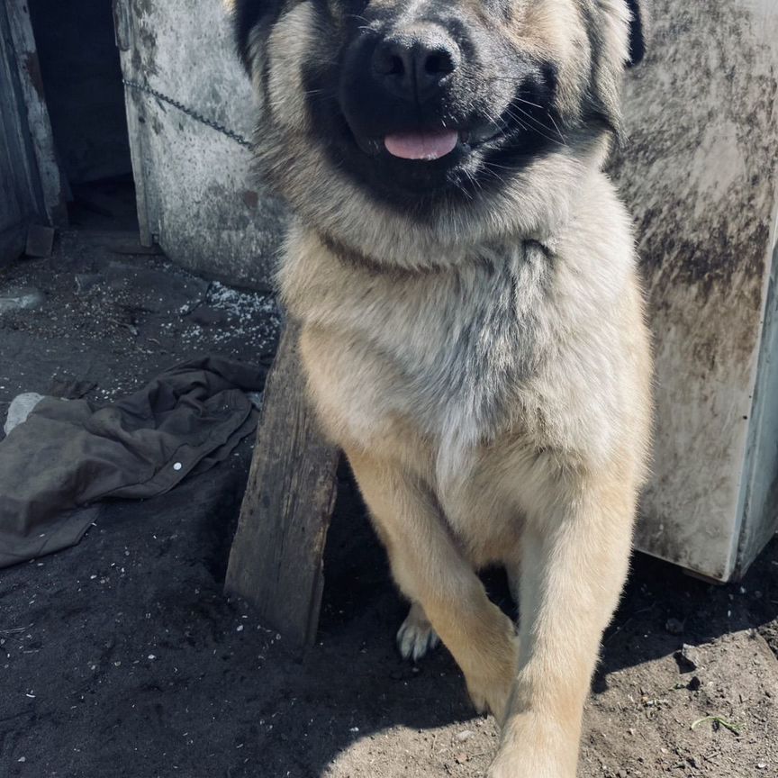 Отдам в добрые руки