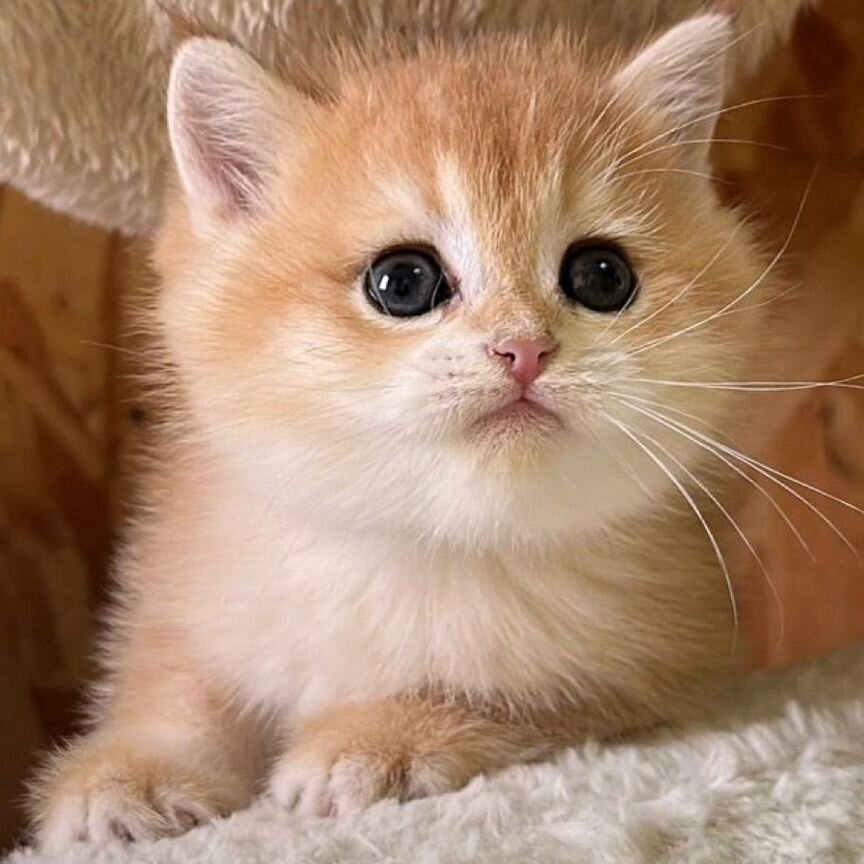 Шотландская золотая шиншилла котик ny 12