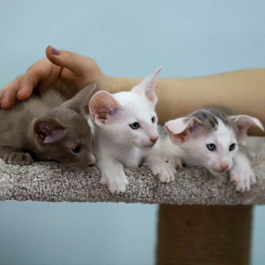 Ориентальные котята