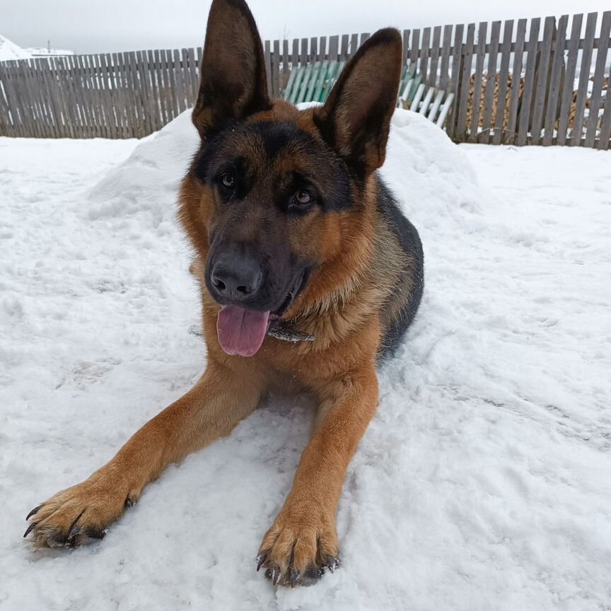 Немецкая овчарка, взрослый пёс