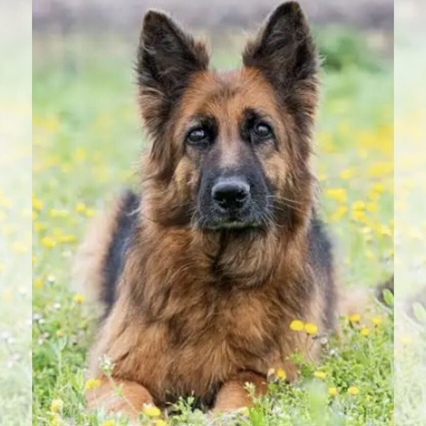Немецкая овчарка, взрослая собака