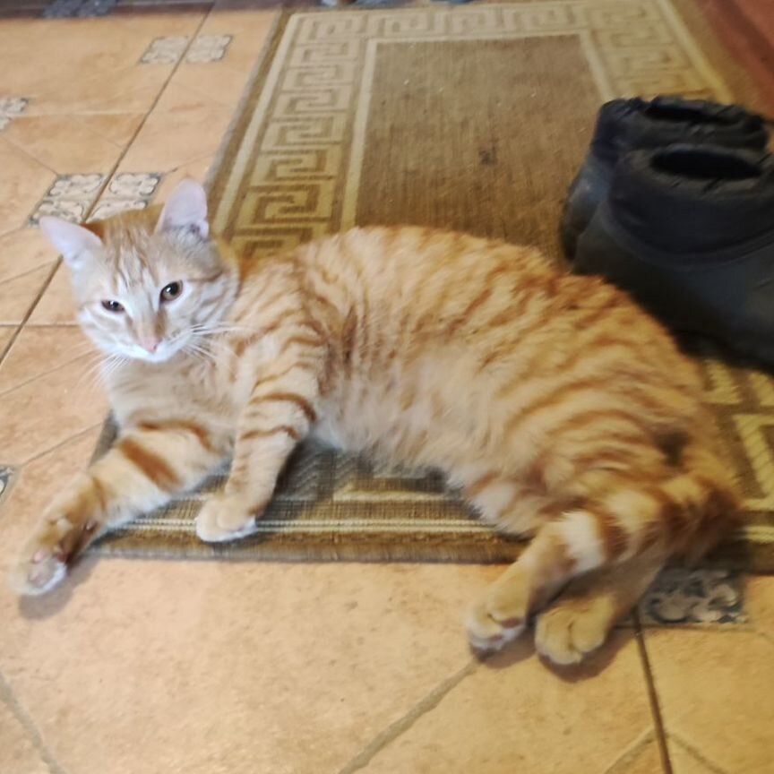 Котята в добрые руки бесплатно мальчик