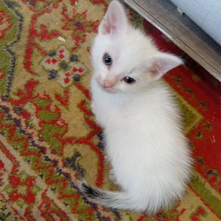 Котёнок в добрые руки