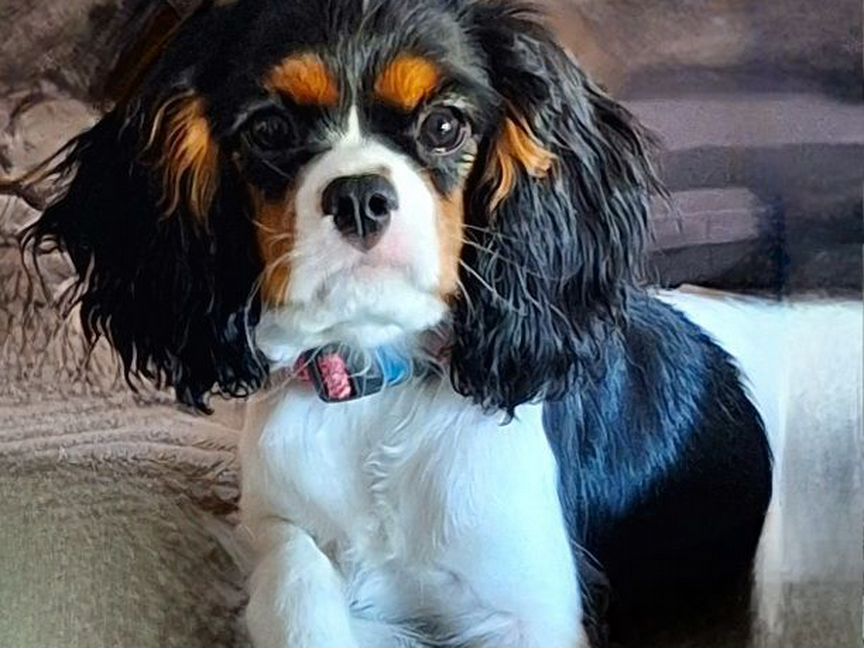 Подрощенная девочка Кавалер Кинг чарльз спаниель