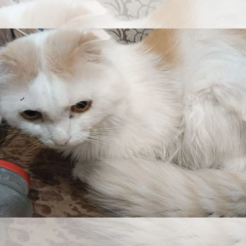 Отдам кота