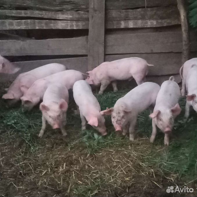 Поросенок белая крупная