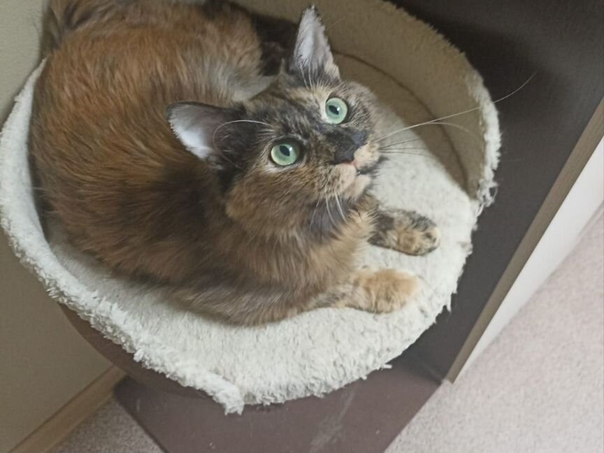 Курильский бобтейл